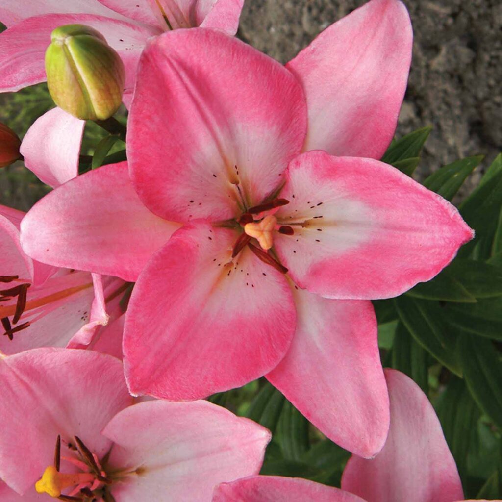LA Lily ALBUIFERA - Sibullilled