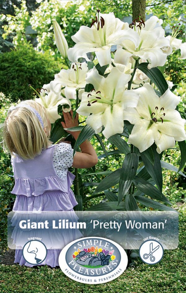 OT hybrid lily PRETTY WOMAN 2 bulbs - Sibullilled