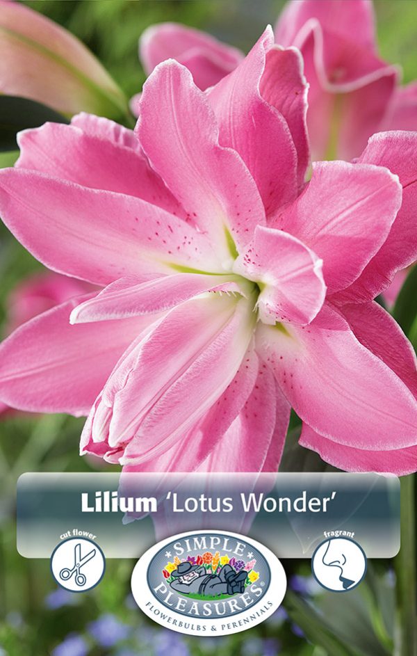 Lilium LOTUS WONDER - Sibullilled