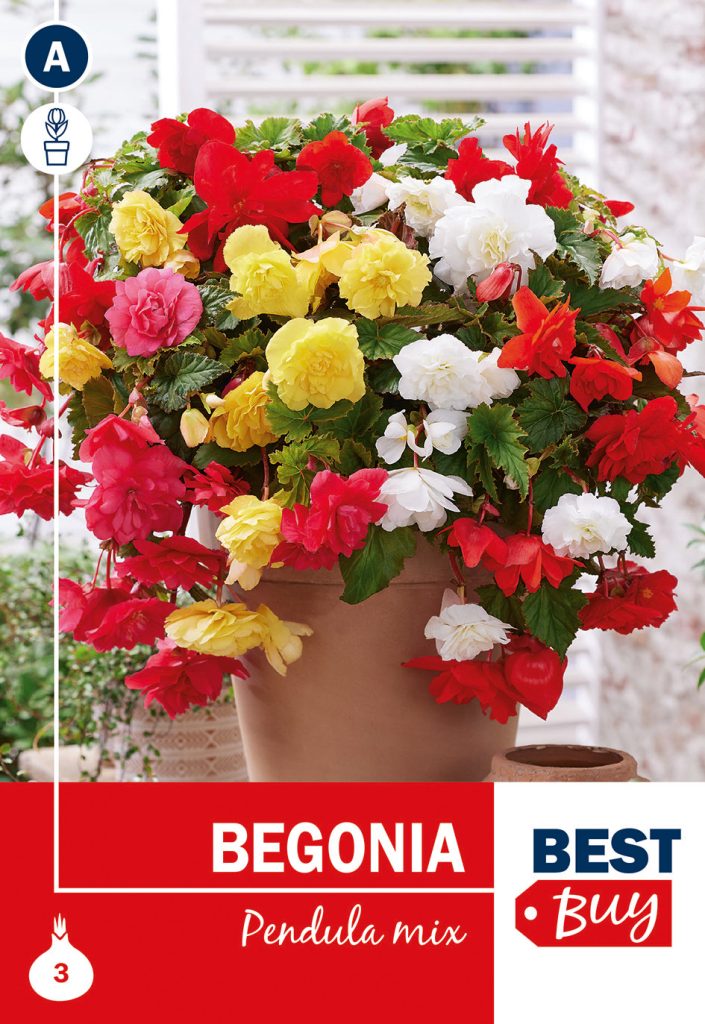 Begonia pendula Mix 3 bulbs - Sibullilled